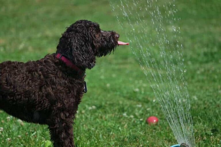 These 16 Doodles Are The Poster Dogs of #TongueOutTuesday