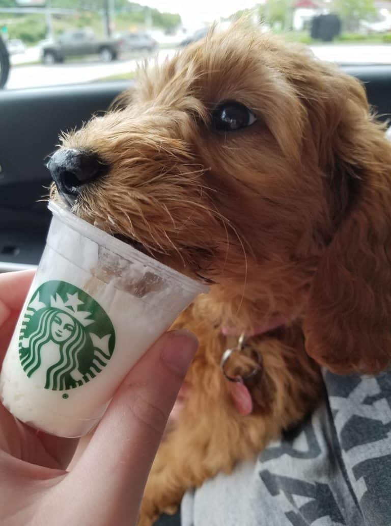 Everything Dog Owners Need to Know About the Puppuccino From Starbucks