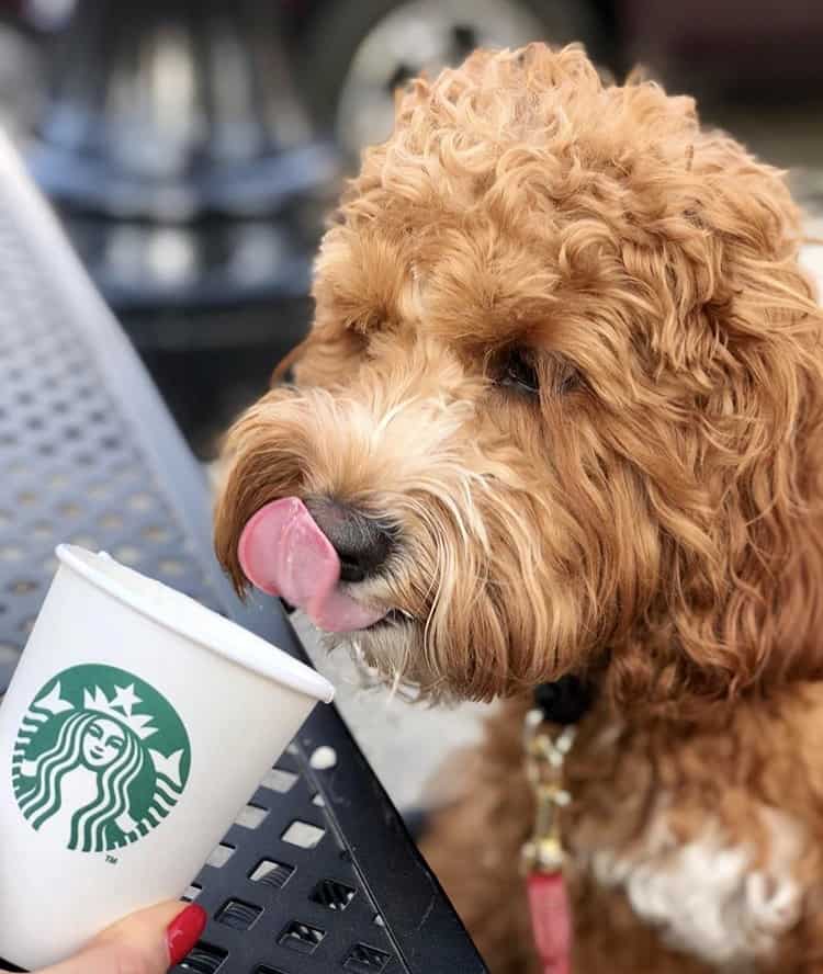 These 30 Puppuccino-Loving Doodles Will Make You Drop Everything and Go ...