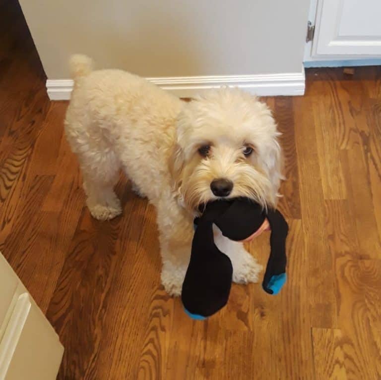 11 Hilarious Yet True Warnings for New Doodle Owners