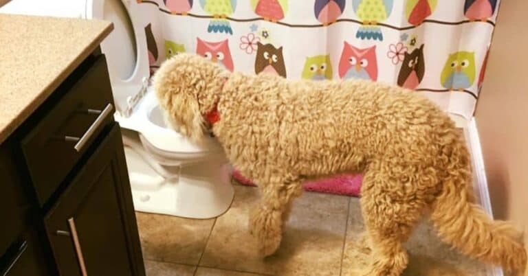 11 Hilarious Yet True Warnings for New Doodle Owners