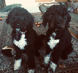Bordoodle Dog Info: Border Collie Poodle Mix