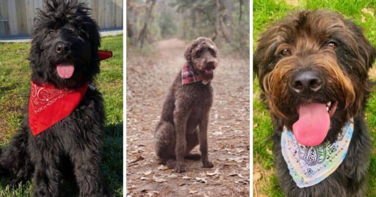 Rottie Poo (Rottle) Breed Info: Rottweiler Poodle Mix