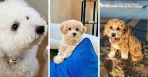 Poochon Breed Info: Bichon Frise Poodle Mix (Bich Poo)