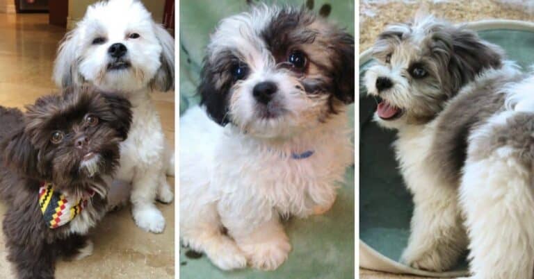 Peekapoo Dog Breed Info: Pekingese Poodle Mix