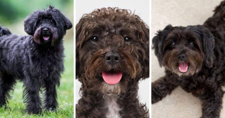 Schnoodle Dog Breed Info: Schnauzer Poodle Mix