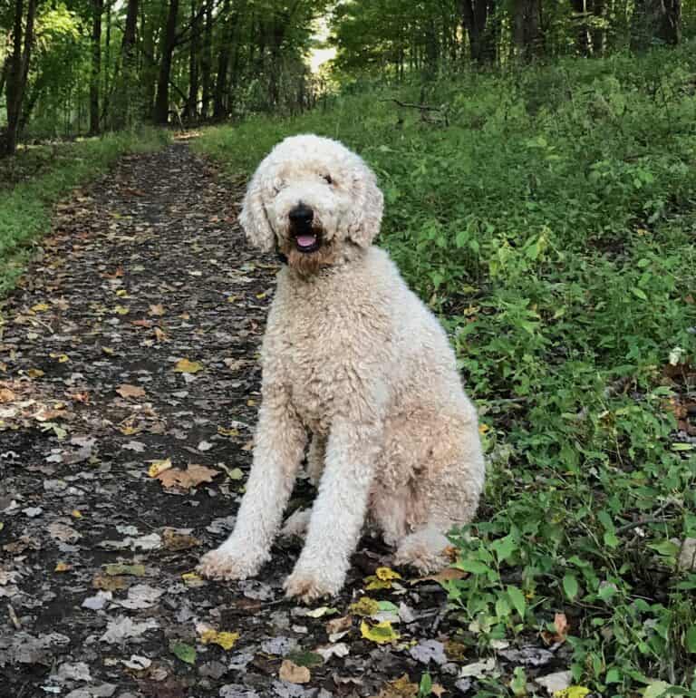 Goldendoodle Size Full Grown: How Big Do Goldendoodles Get? (Teacup ...