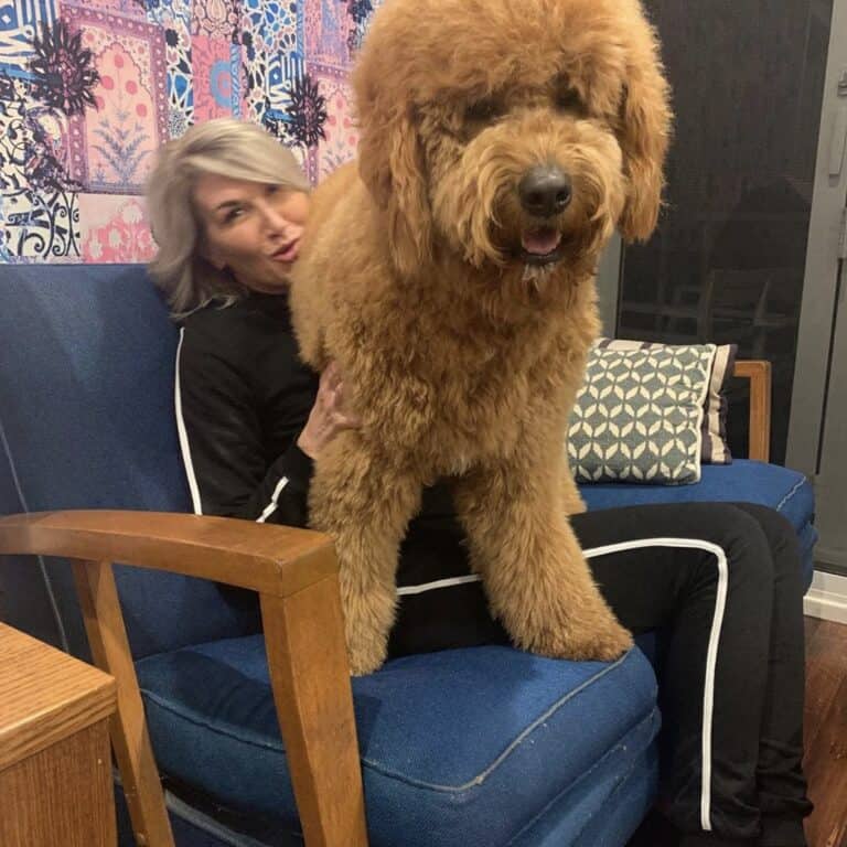 These 20 Hilarious Doodles Prove That “Lap Dog” Isn’t a Size, It’s a ...