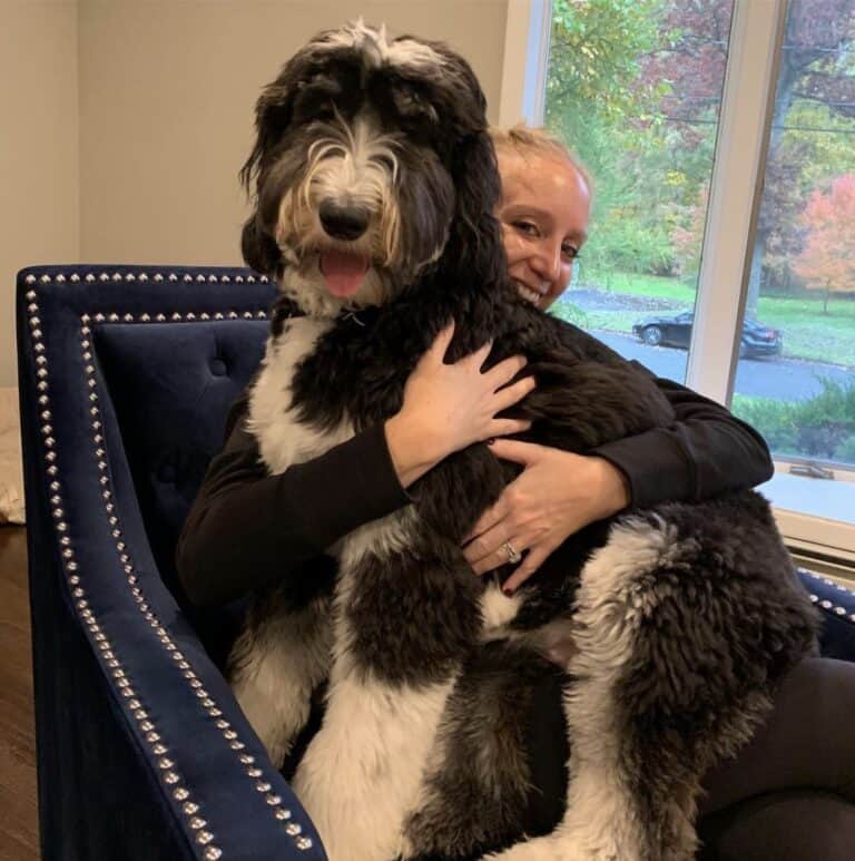 These 20 Hilarious Doodles Prove That “Lap Dog” Isn’t a Size, It’s a ...