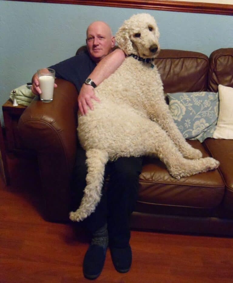 These 20 Hilarious Doodles Prove That “Lap Dog” Isn’t a Size, It’s a ...
