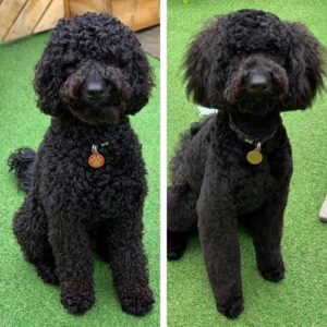 Short Labradoodle Haircut Ideas: 20 Before and After Photos!