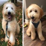 Short Labradoodle Haircut Ideas: 20 Before and After Photos!