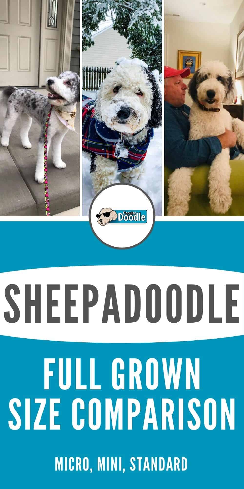 Sheepadoodle Size Full Grown: How Big Do Sheepadoodles Get? (Micro ...