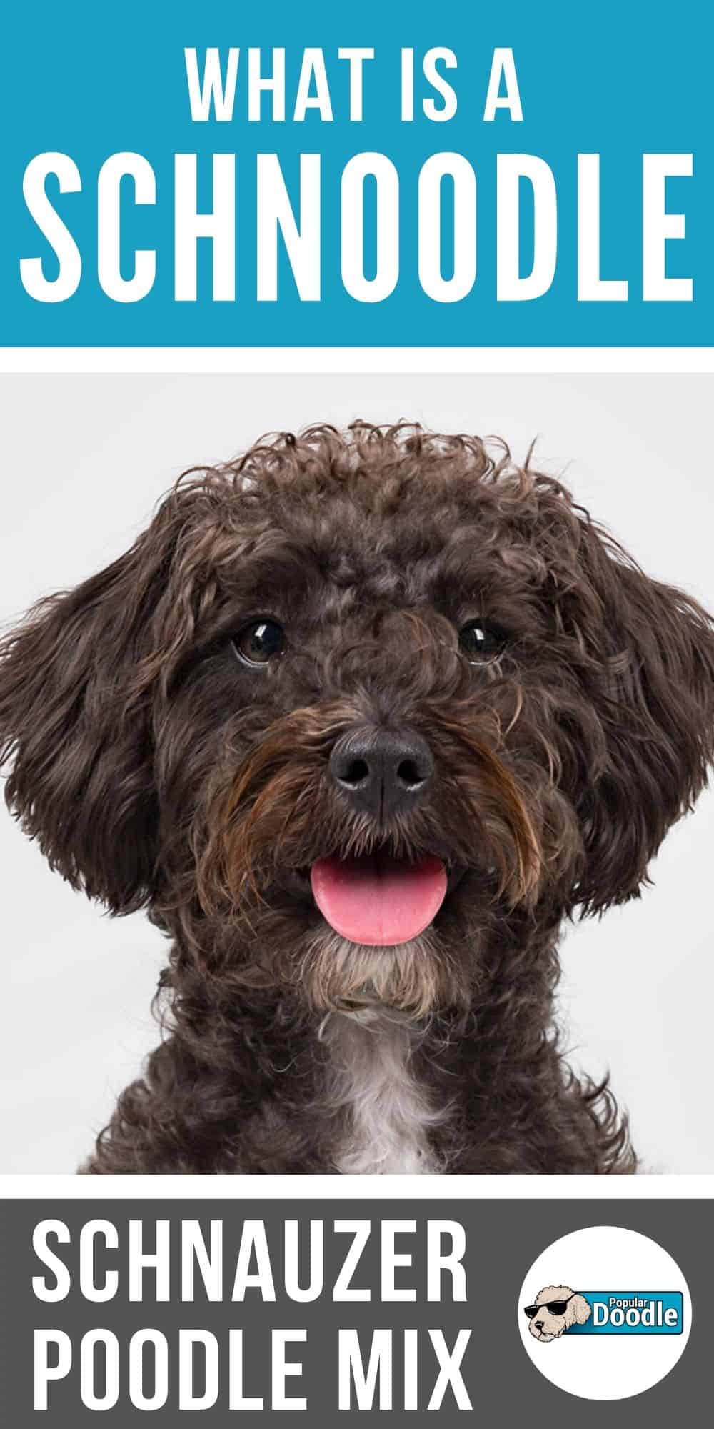 Schnoodle Dog Breed Info: Schnauzer Poodle Mix