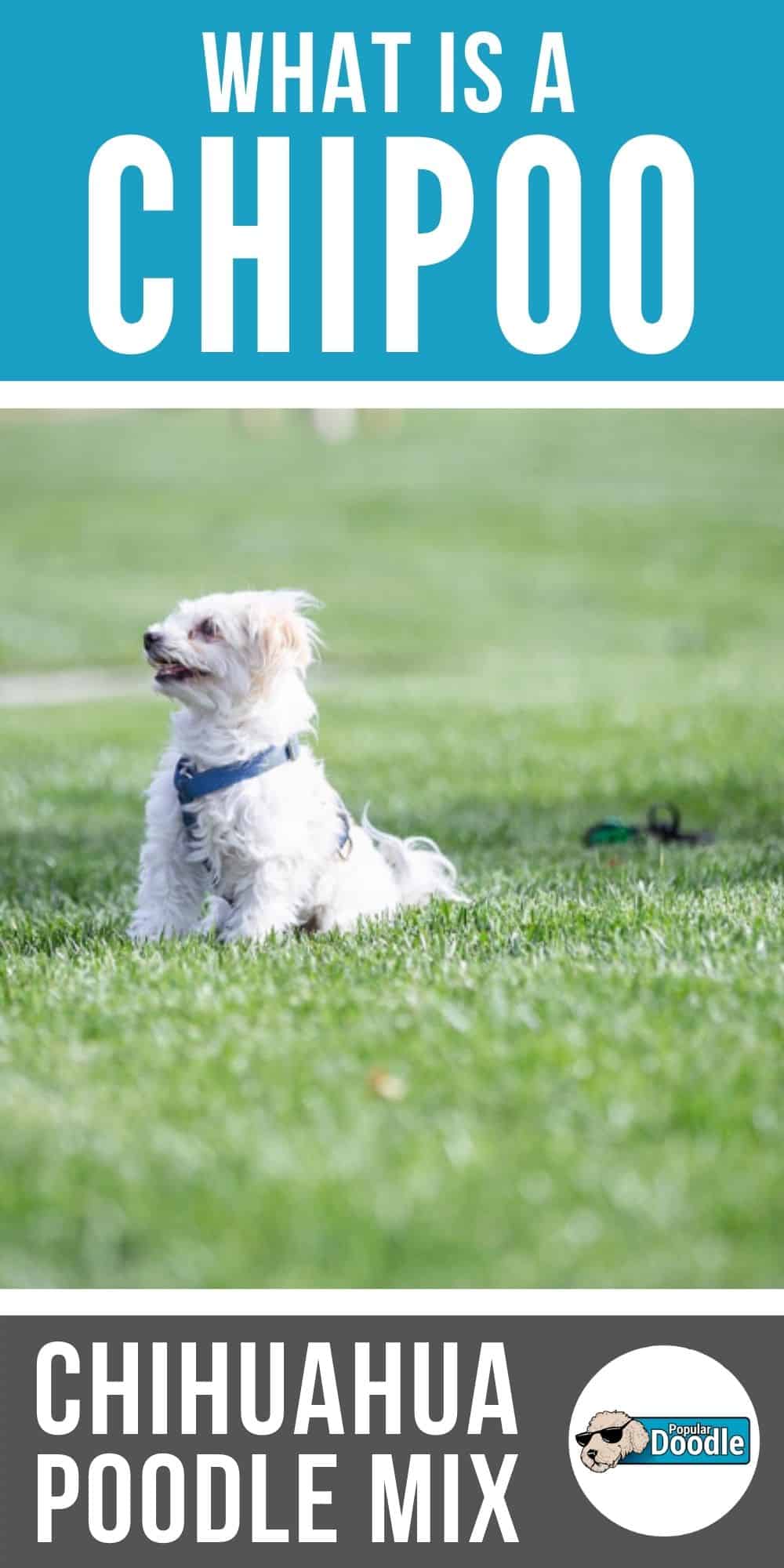 Chipoo Dog Breed Info: Chihuahua Poodle Mix