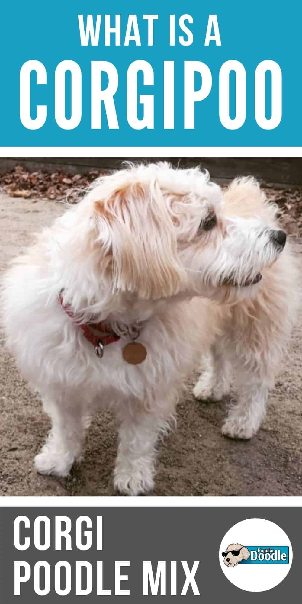 Corgipoo Dog Breed Info: Corgi Poodle Mix
