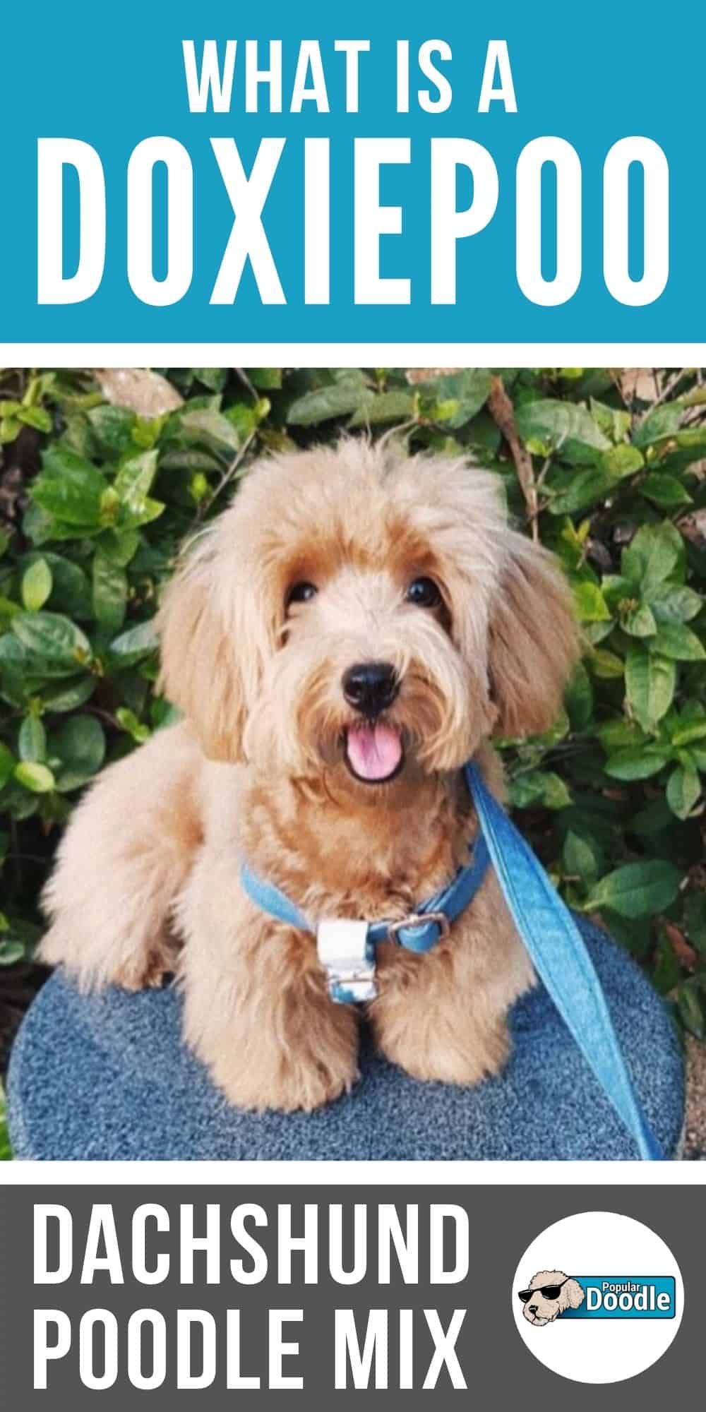 Doxiepoo Dog Breed Info: Dachshund Poodle Mix