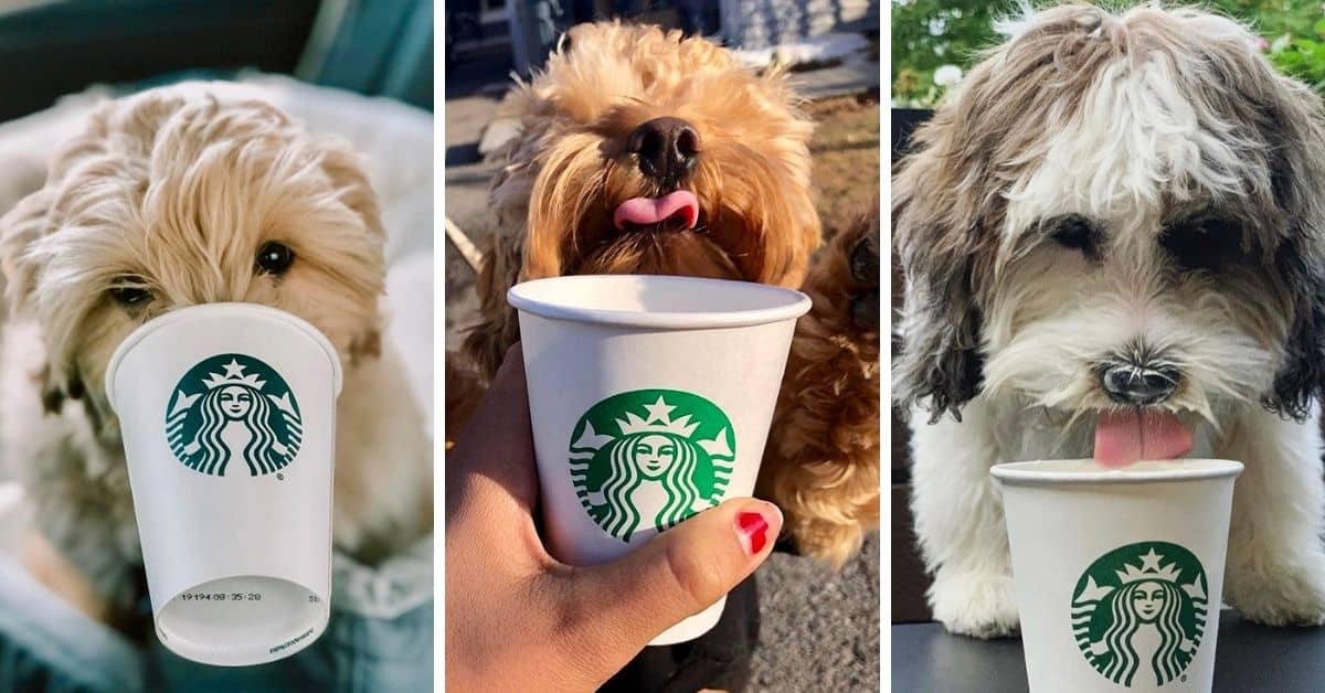 These 30 Puppuccino-Loving Doodles Will Make You Drop Everything and Go ...