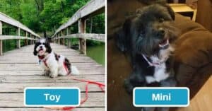 Shihpoo Size Full Grown: How Big Do Shihpoos Get? (Toy & Mini)