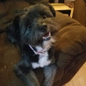 Shihpoo Size Full Grown: How Big Do Shihpoos Get? (Toy & Mini)