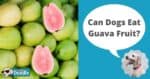 Can Dogs Eat Guava Fruit? | Is Guava Good for Dogs?