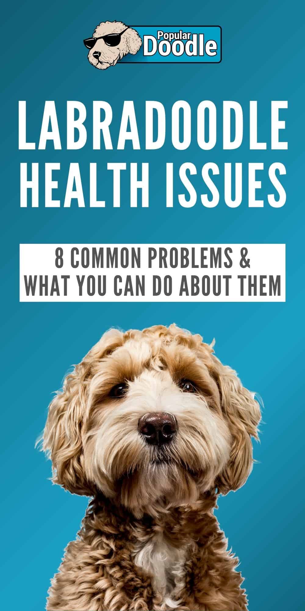 Labradoodle Health Issues: 8 Common Labradoodle Health Problems to Look ...