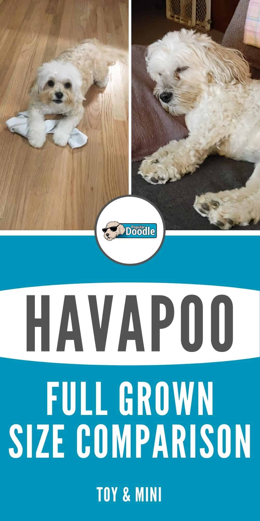 Havapoo Size Full Grown: How Big Do Havapoos Get? (Toy & Mini)