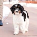 Bernedoodle Generations Explained (F1, F1B, F1BB, F2, F2B, F2BB, F3 ...