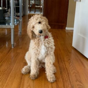 Bernedoodle Generations Explained (F1, F1B, F1BB, F2, F2B, F2BB, F3 ...