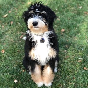 Bernedoodle Generations Explained (F1, F1B, F1BB, F2, F2B, F2BB, F3 ...