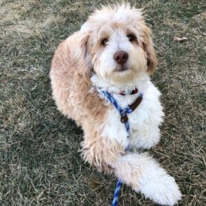 Bernedoodle Generations Explained (F1, F1B, F1BB, F2, F2B, F2BB, F3 ...