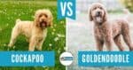 Cockapoo vs Goldendoodle: Which is Best for You? (Comparison & Quiz)