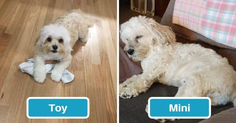 Shihpoo Size Full Grown: How Big Do Shihpoos Get? (Toy & Mini)