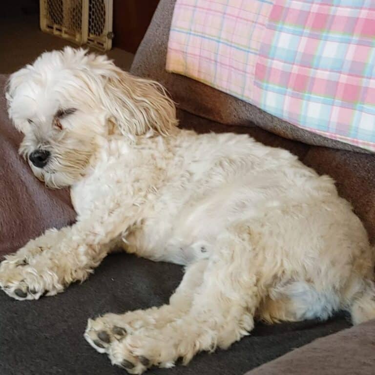 Havapoo Size Full Grown: How Big Do Havapoos Get? (Toy & Mini)