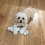 Havapoo Size Full Grown: How Big Do Havapoos Get? (Toy & Mini)