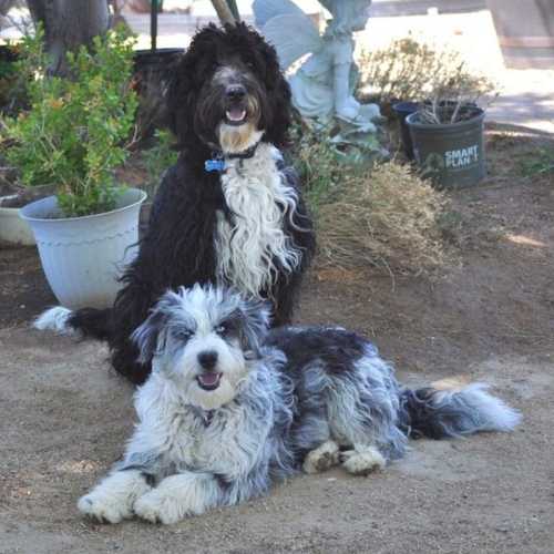 Aussiedoodle Breed Info: Australian Shepherd Poodle Mix