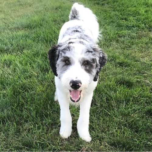 Bordoodle Dog Info: Border Collie Poodle Mix
