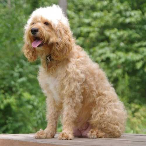 Cockapoo Breed Info: Cocker Spaniel Poodle Mix