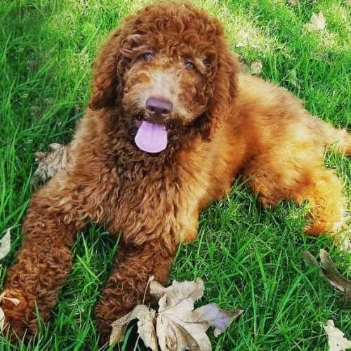 Double Doodle Dog Info: Labradoodle Goldendoodle Mix