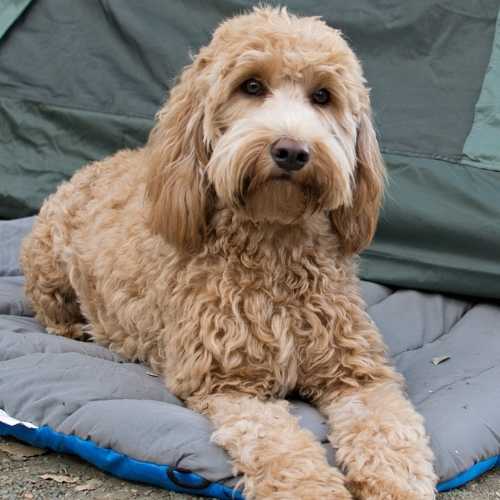 Double Doodle Dog Info: Labradoodle Goldendoodle Mix