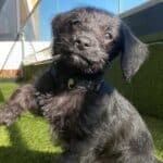Doxiepoo Dog Breed Info: Dachshund Poodle Mix