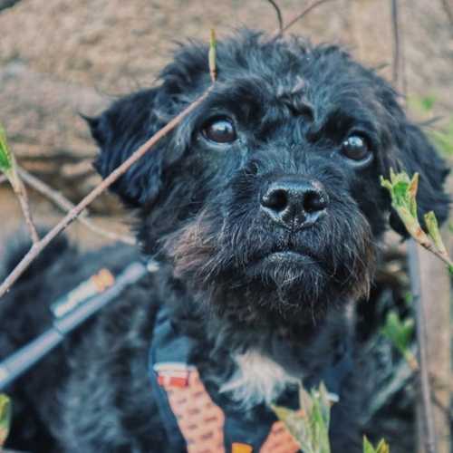 French Boodle Dog Breed: French Bulldog Poodle Mix