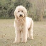 Goldendoodle Breed Info: Golden Retriever Poodle Mix