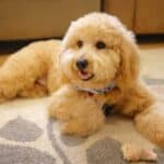 Goldendoodle Breed Info: Golden Retriever Poodle Mix