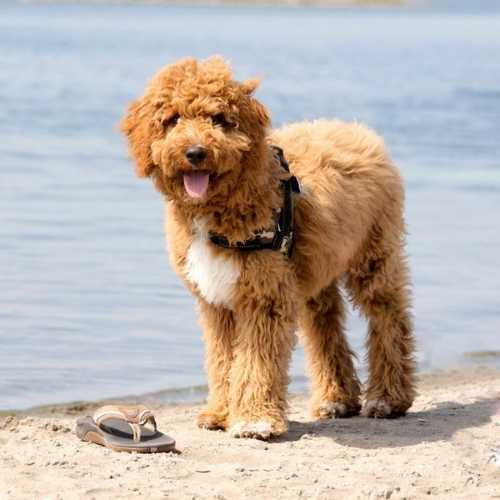 Irish Doodle Dog Info: Irish Setter Poodle Mix