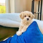 Poochon Breed Info: Bichon Frise Poodle Mix (Bich Poo)