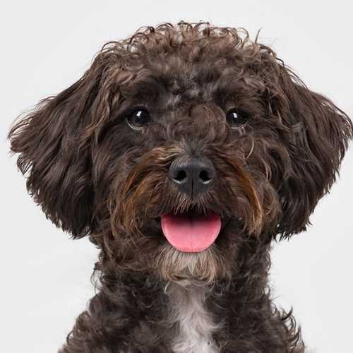 Schnoodle Dog Breed Info: Schnauzer Poodle Mix
