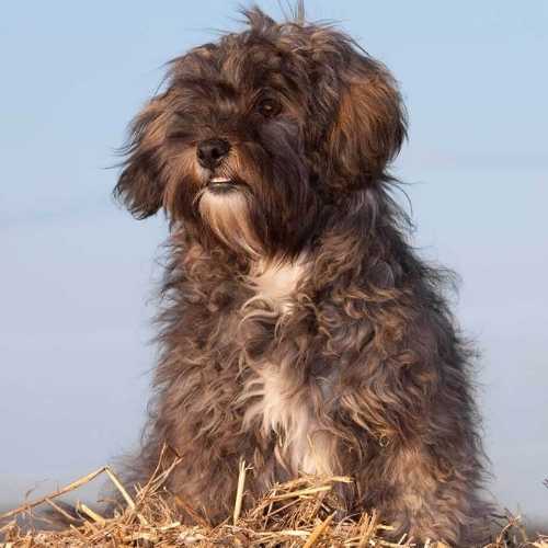 ShihPoo Dog Breed Info: Shih Tzu Poodle Mix