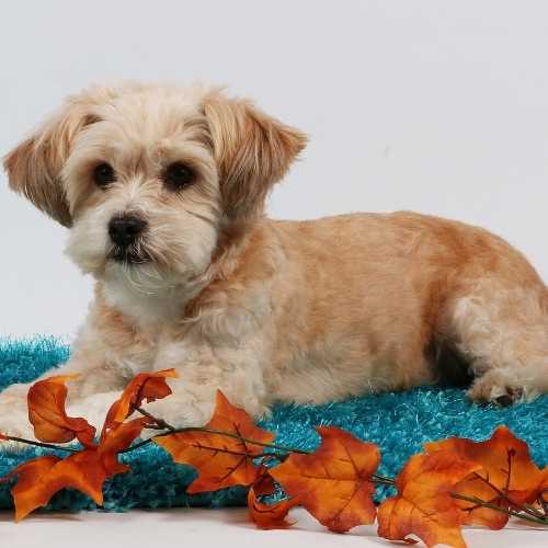 ShihPoo Dog Breed Info: Shih Tzu Poodle Mix
