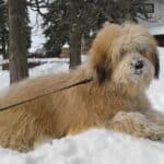 Whoodle Dog Breed: Soft Coated Wheaten Terrier Poodle Mix